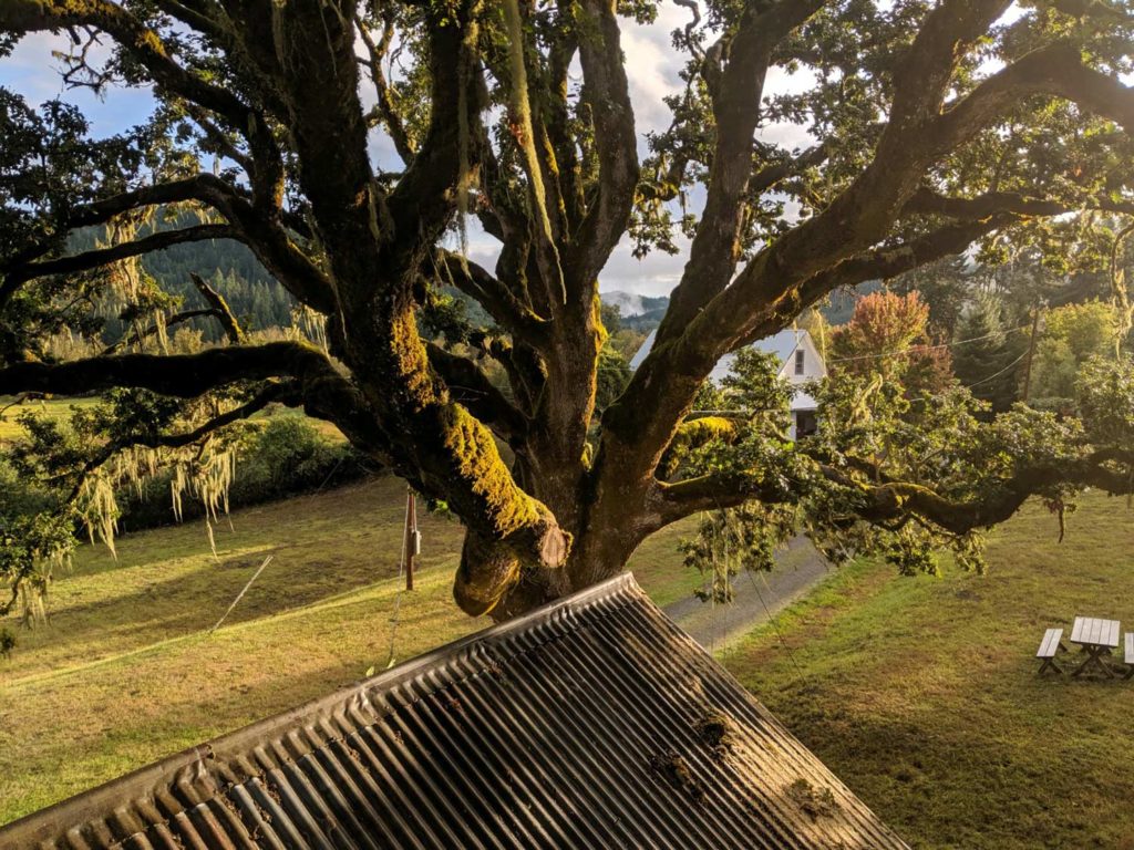 Timber Valley Tree Service | Residential & Commercial | Junction City, OR